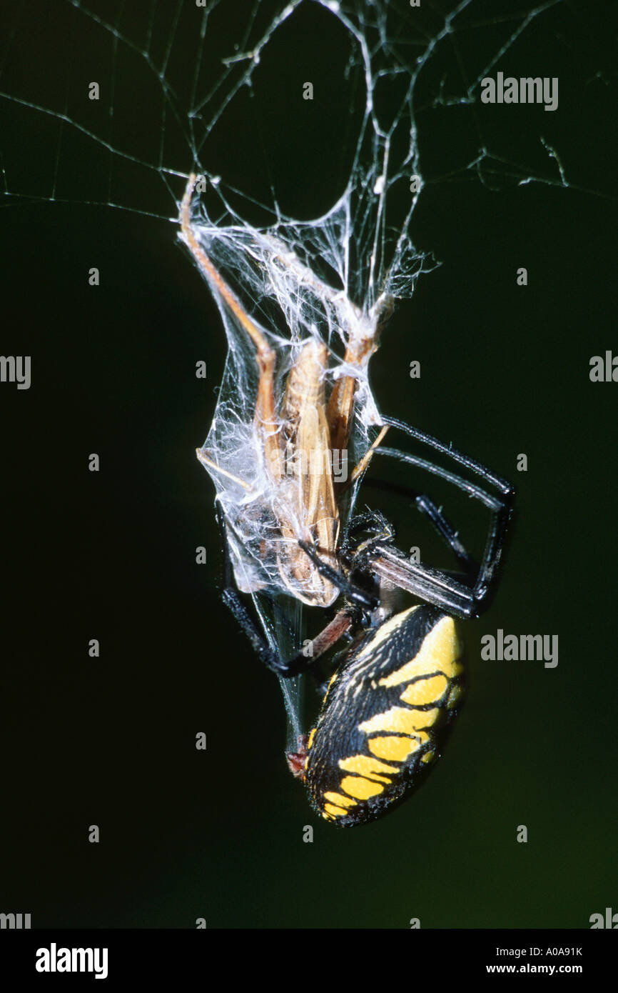 Argiope spider (Argiope sp.) capturing insect in web Stock Photo - Alamy
