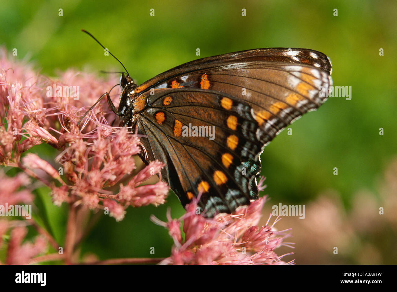 Red-spotted purple butterfly (Limenitis arthemis astyanax Stock Photo ...