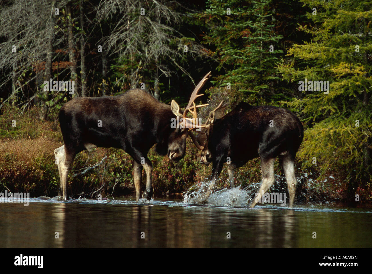 Moose Fight Stock Photos & Moose Fight Stock Images - Alamy