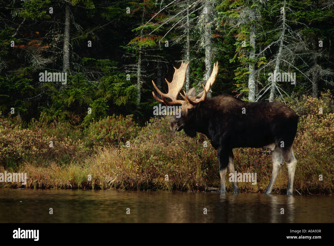 Bull moose (Alces alces), standing along shoreline Stock Photo - Alamy