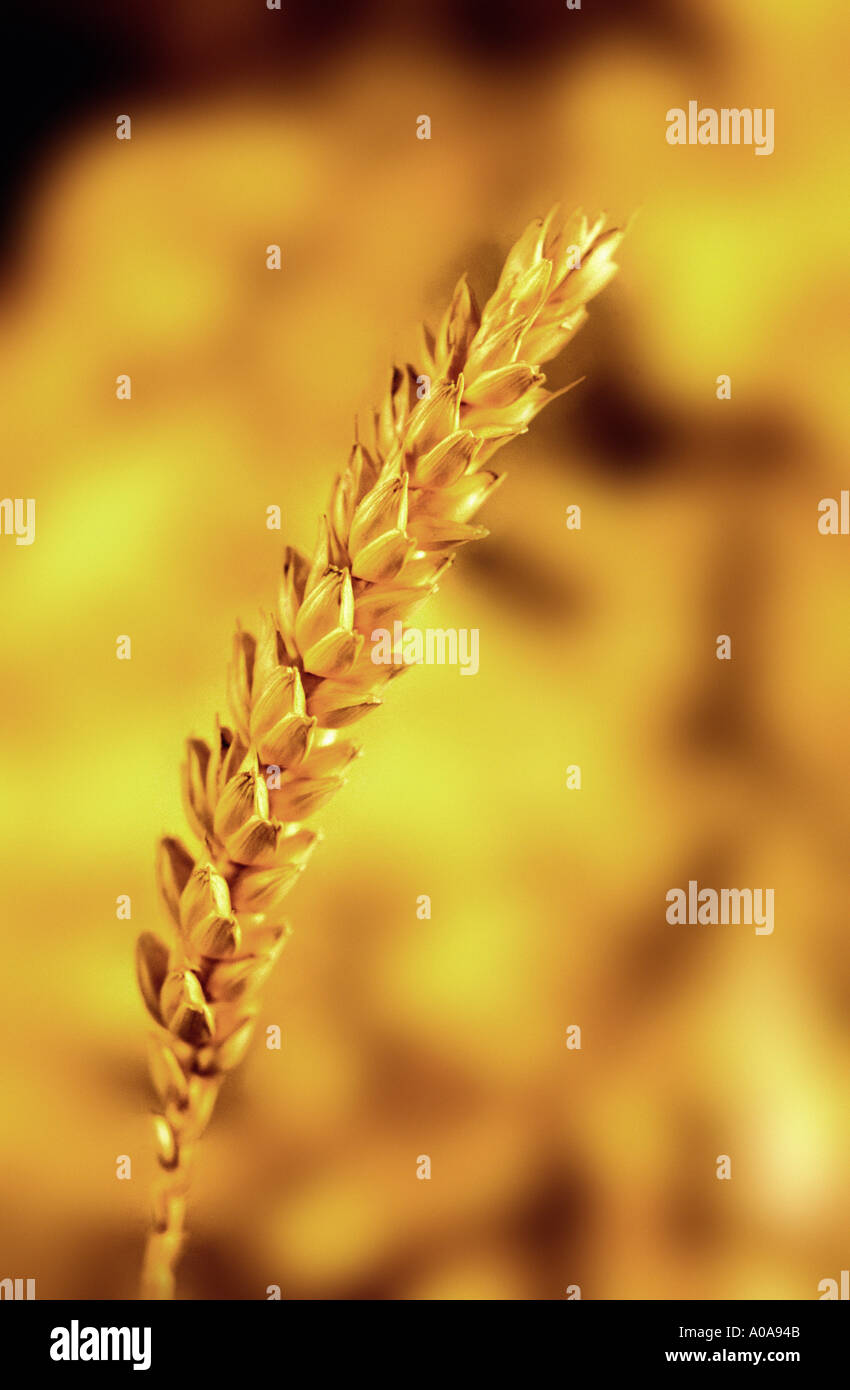 ear of wheat Stock Photo - Alamy