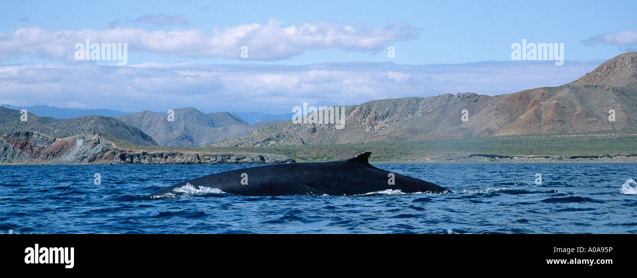 Finback whale hi-res stock photography and images - Alamy