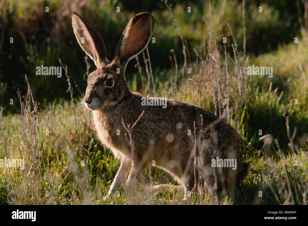Blacktail jackrabbit (Lepus californicus Stock Photo - Alamy