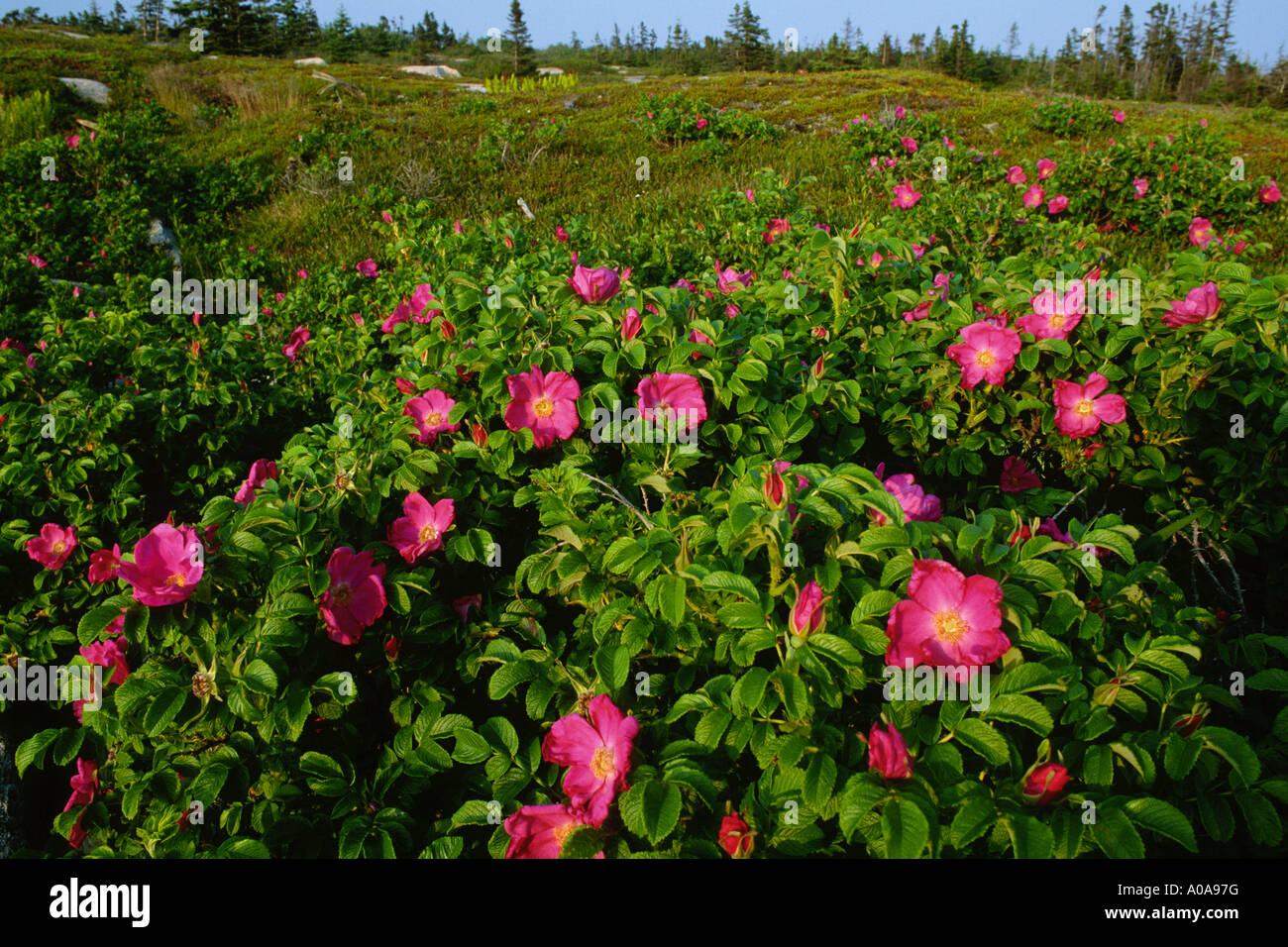 Coastal wild roses hi-res stock photography and images - Alamy