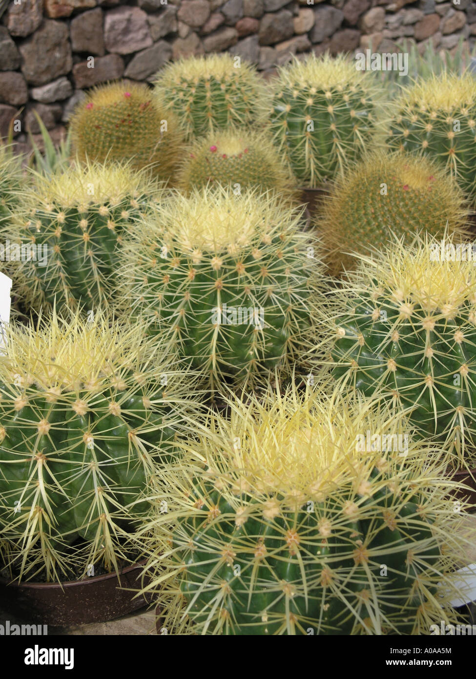 Group of small round cacti Stock Photo - Alamy