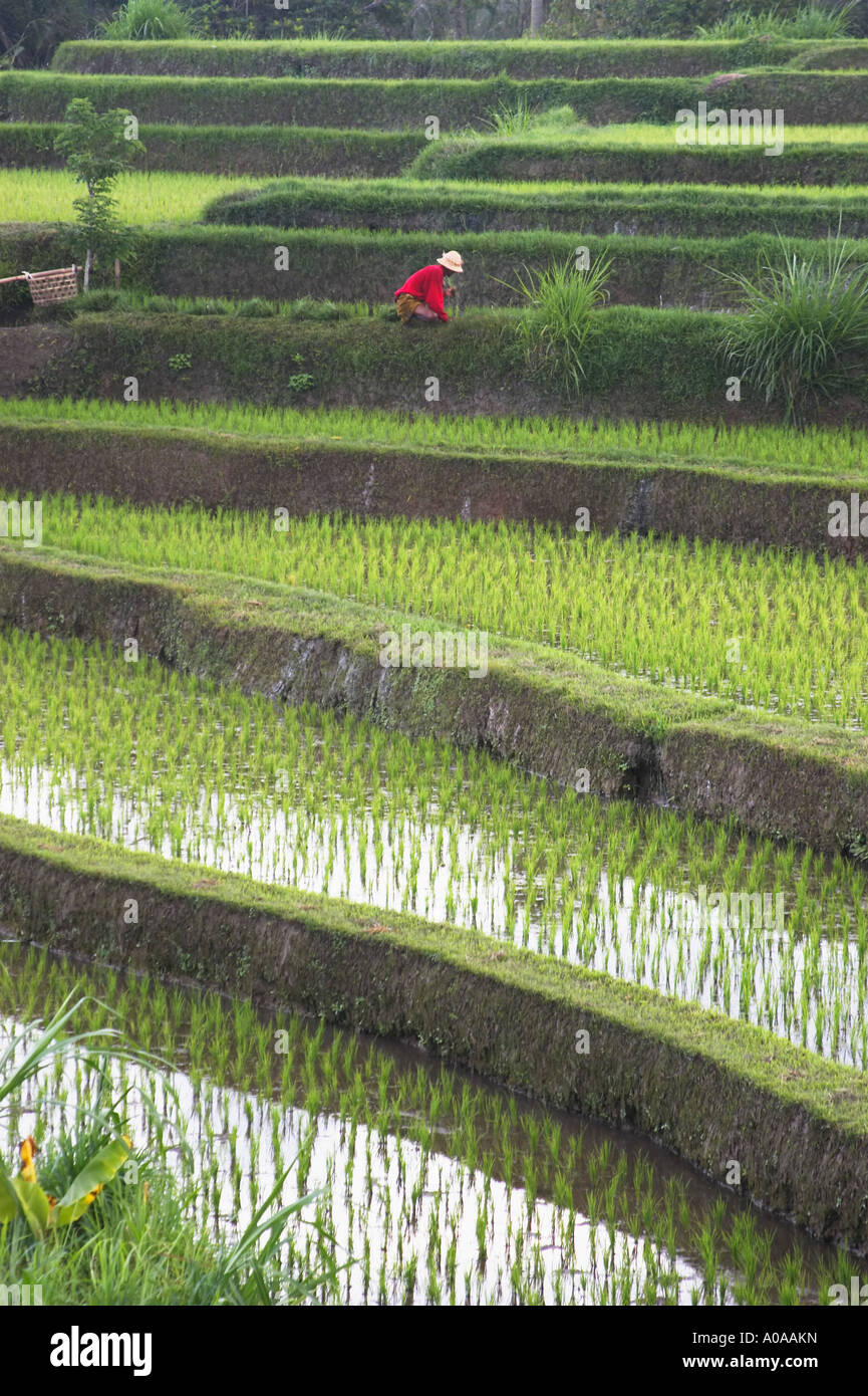 Farmer, Rice Paddy, Bali Stock Photo - Alamy