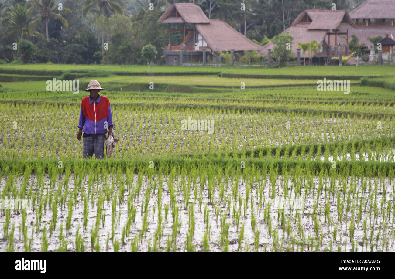 Man Walking Through Rice Paddies, Bali Stock Photo - Alamy
