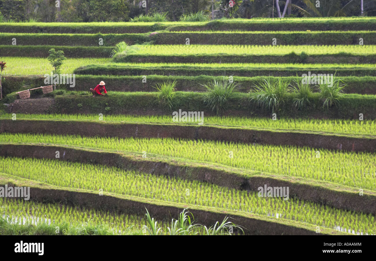 Rice Paddies, Ubud Stock Photo - Alamy