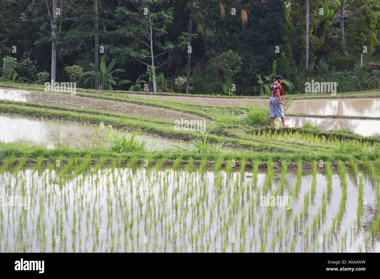 Girl Walking Through Rice Paddies Stock Photo - Alamy