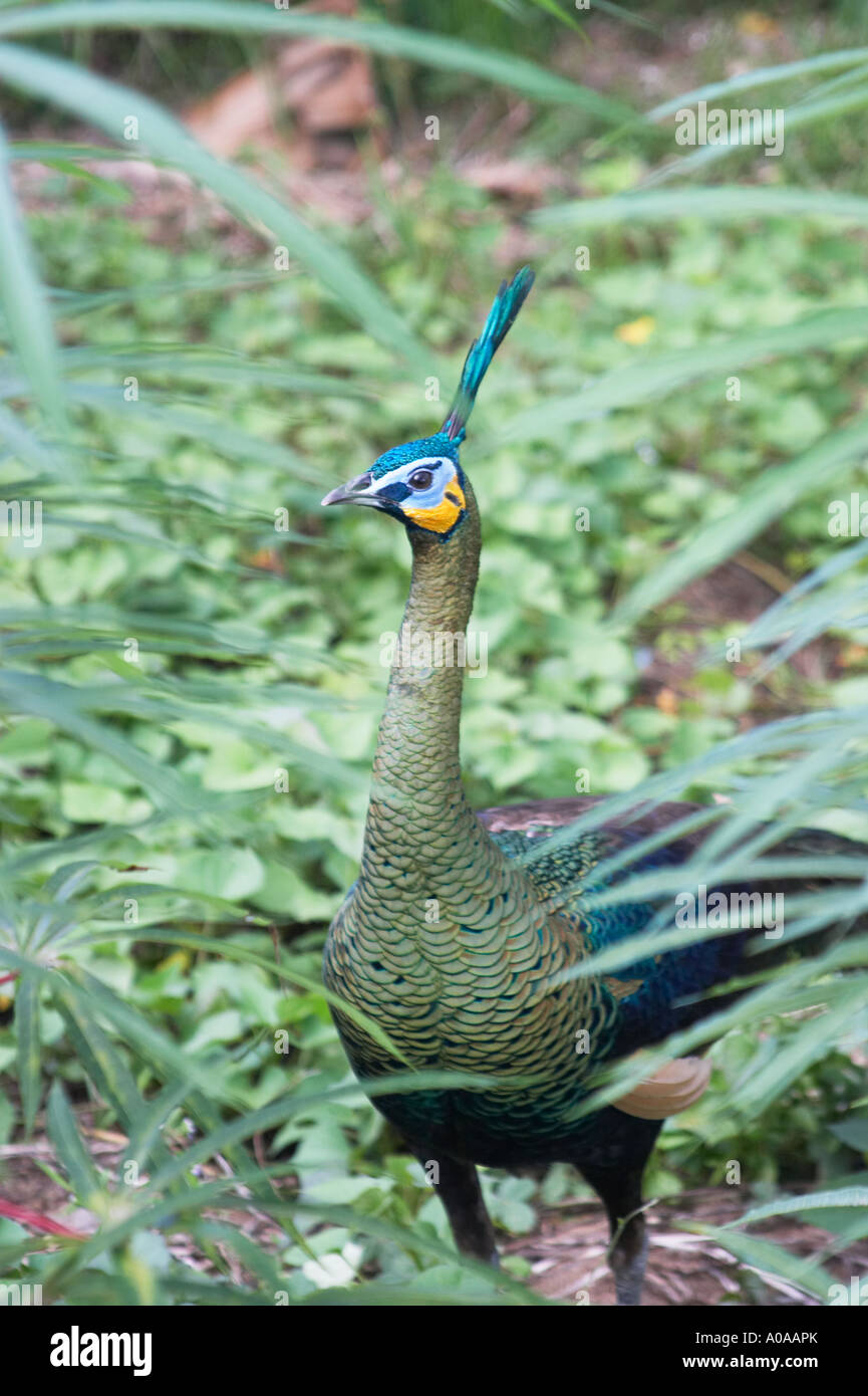 Peacock habitat hi-res stock photography and images - Alamy