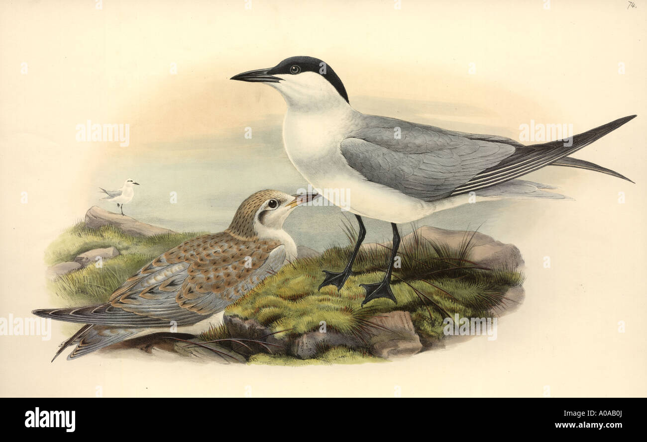 Black billed tern hi-res stock photography and images - Alamy