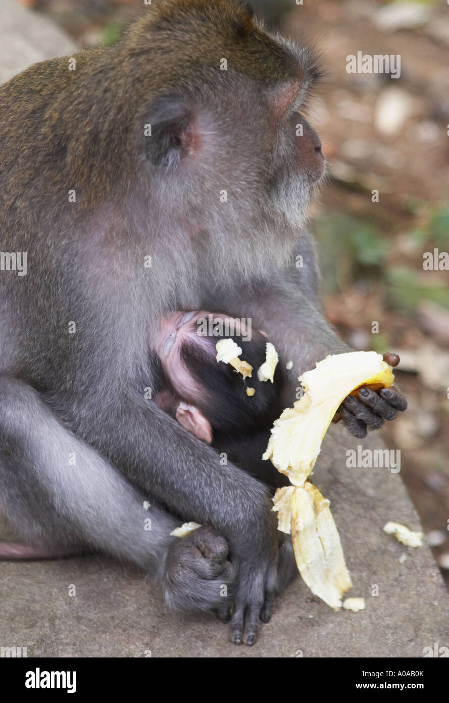 Monkey mother milk feeding hi-res stock photography and images - Alamy