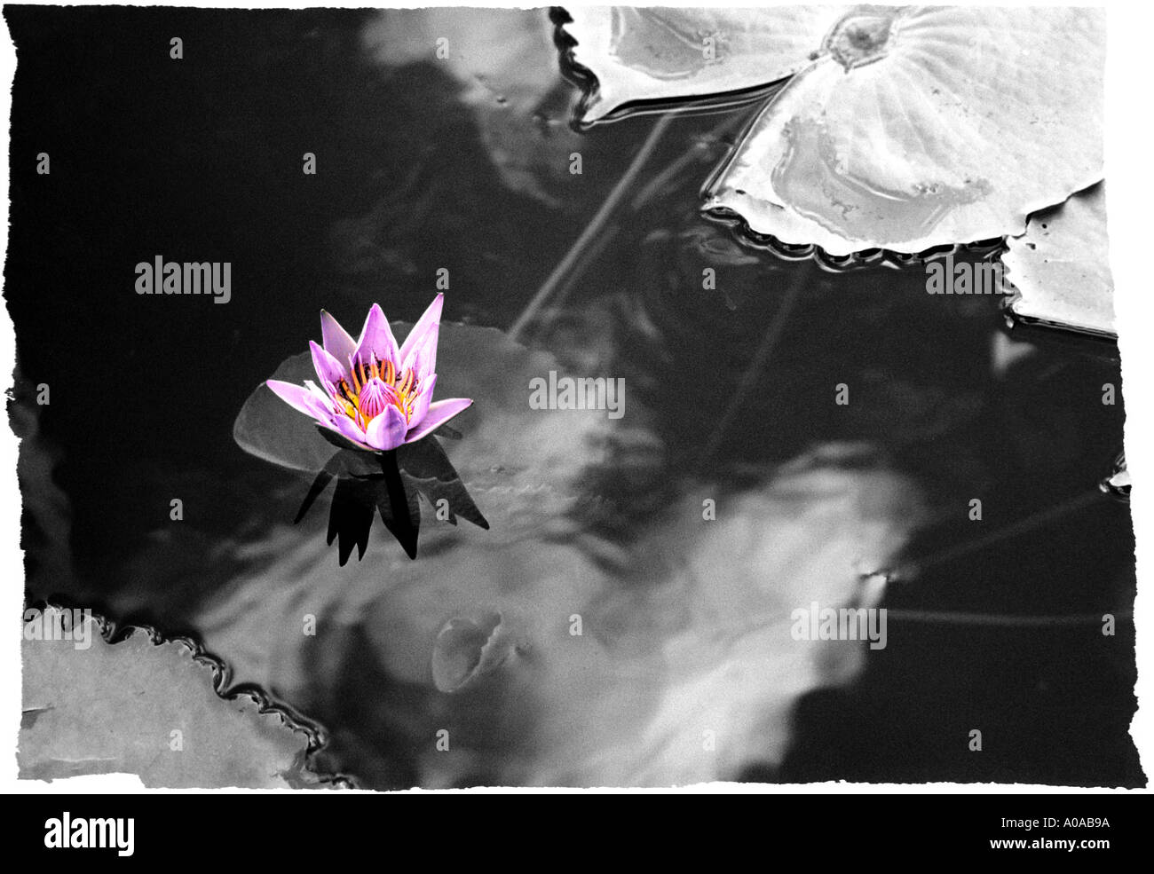 On the grounds of a Buddhist Wat a single lotus flower blooms in a ...