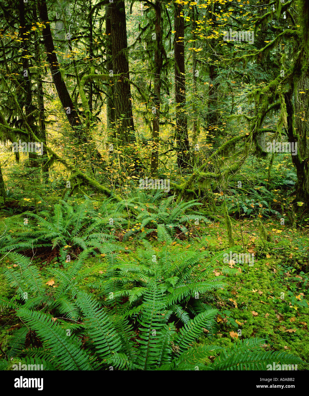 Ferns and Moss, Old Growth Forest, Forest Floor, Mt Baker Wilderness ...