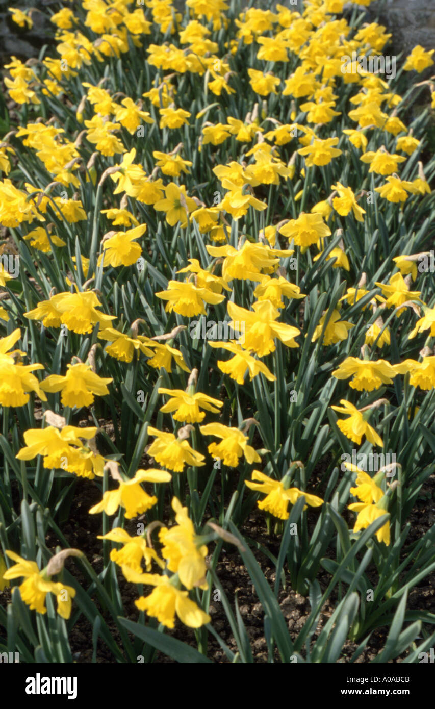 Field of yellow daffodils London UK Stock Photo - Alamy