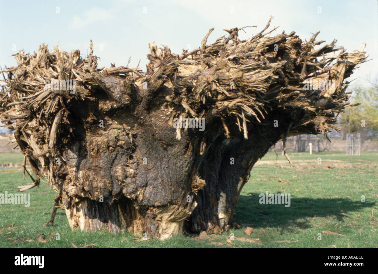 Upturned storm damaged tree roots west London UK Stock Photo - Alamy