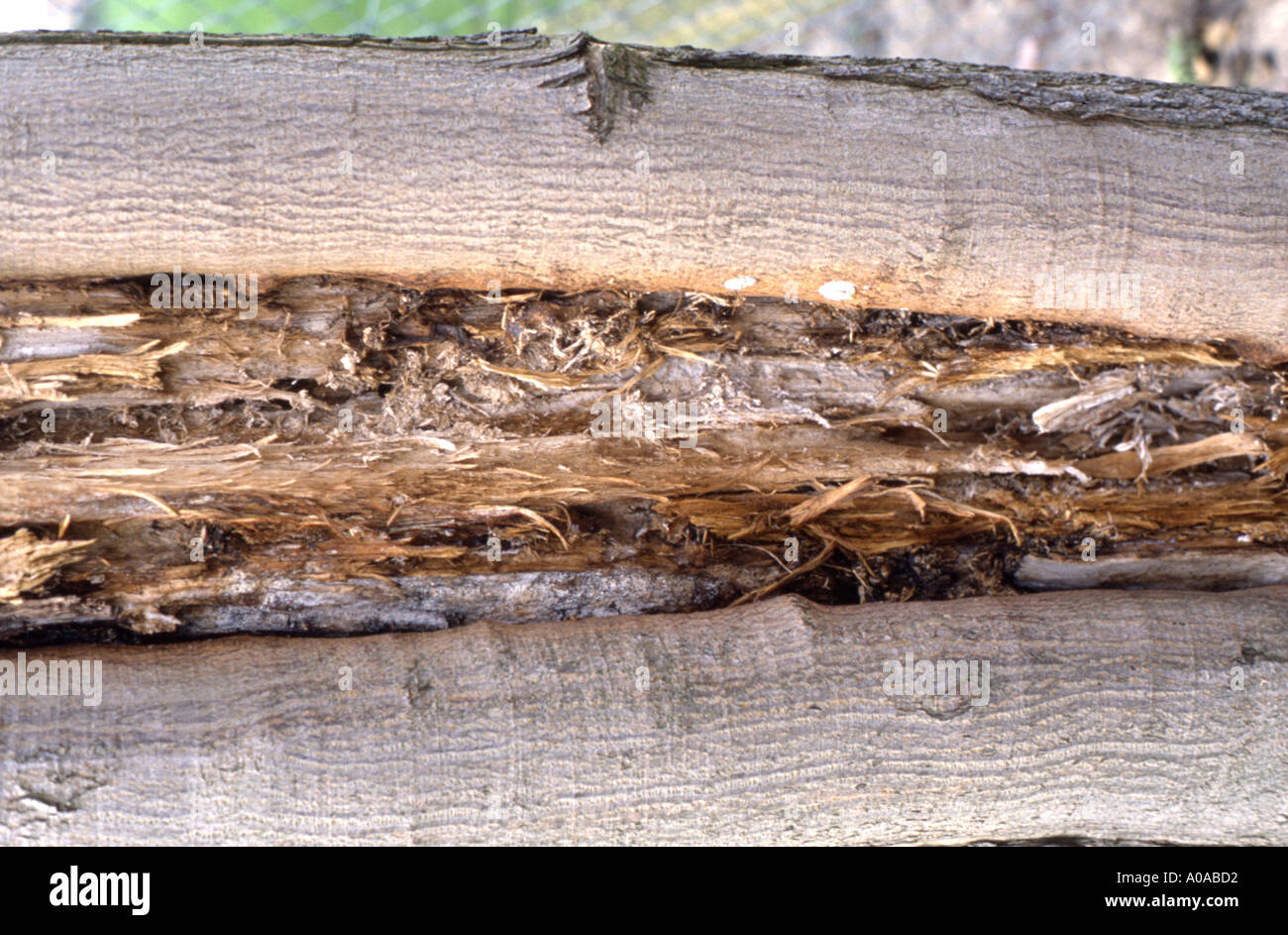 Inside a rotten tree hi-res stock photography and images - Alamy