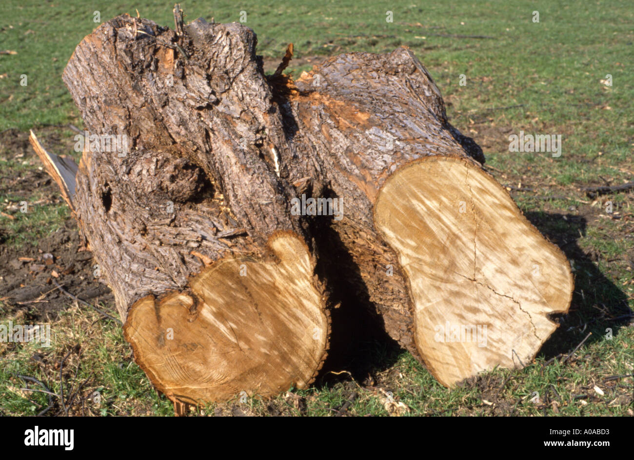 Firewood sawn fallen hi-res stock photography and images - Alamy
