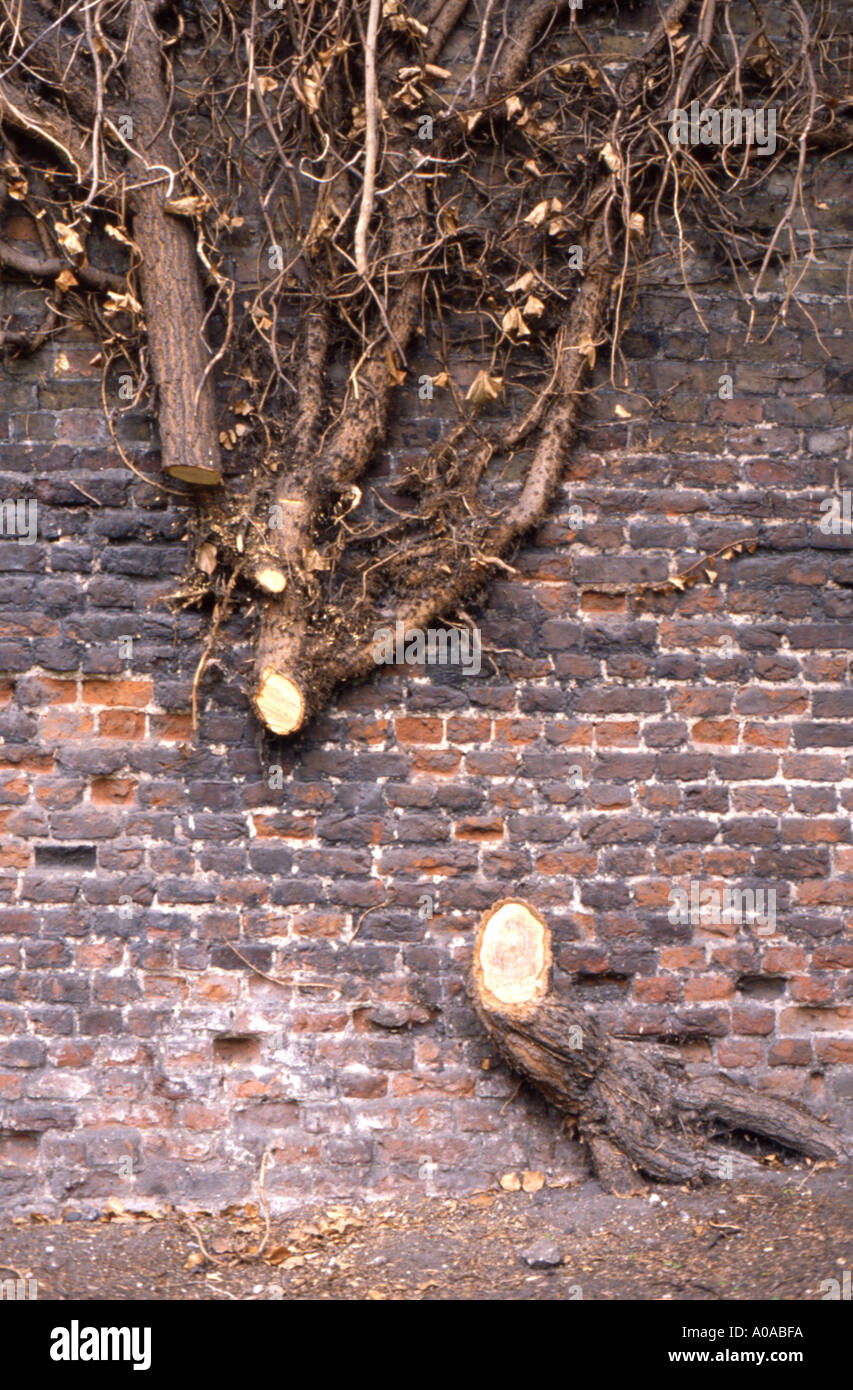 Tree climbing against a brick wall, pruned with middle of trunk missing ...