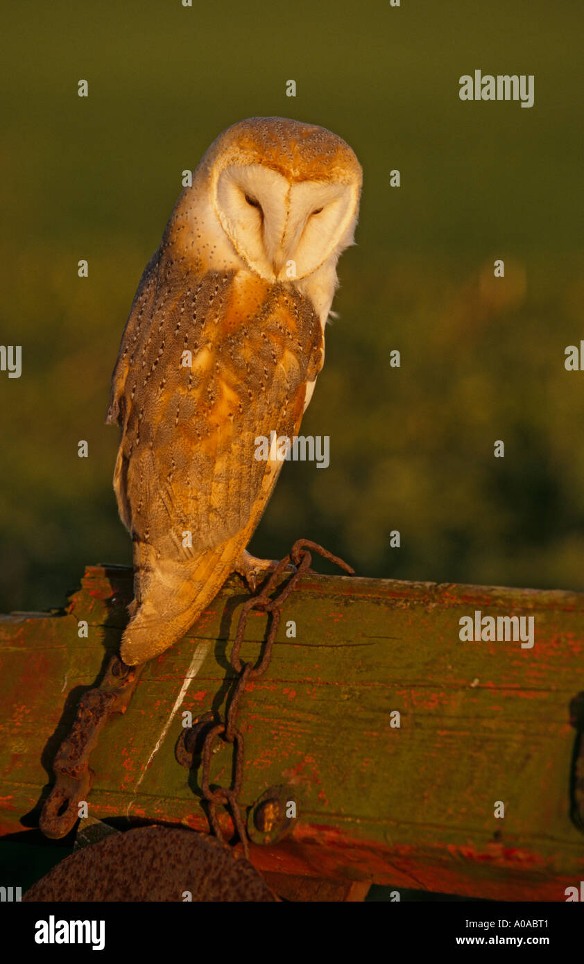Barn Owl (Tyto Alba) on old plough Suffolk Stock Photo - Alamy