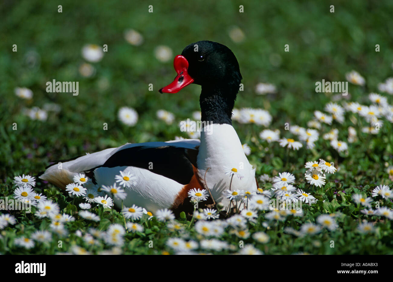 Tadoma tadoma hi-res stock photography and images - Alamy