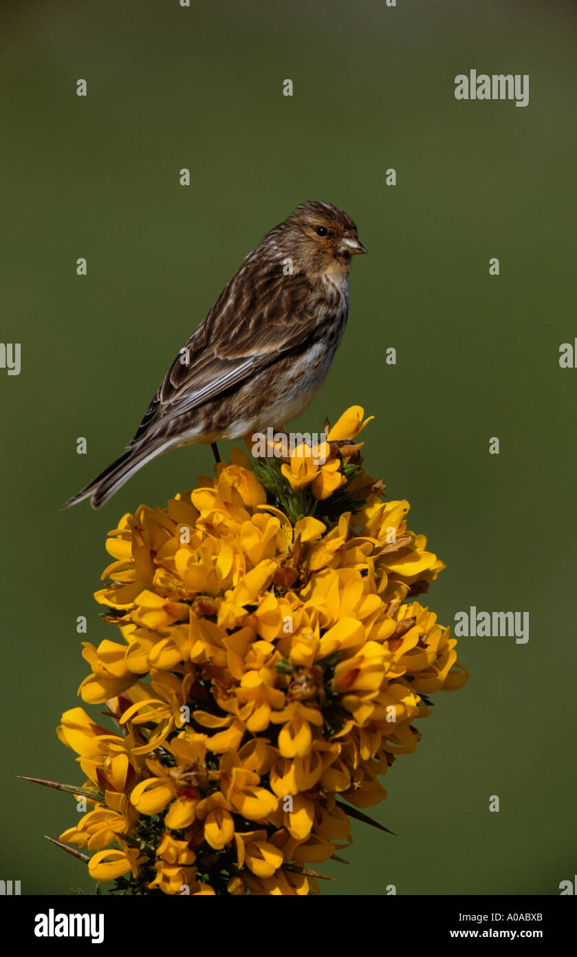 Twite carduelis flavirostris uk hi-res stock photography and images - Alamy