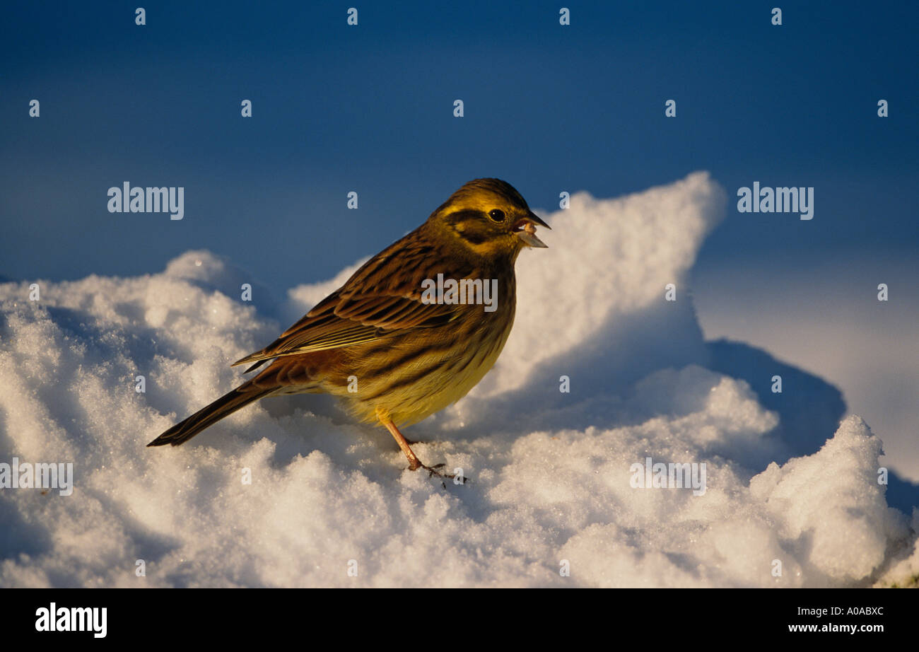 Female Yellowhammer feeding on corn in the snow, Scotland Stock Photo ...