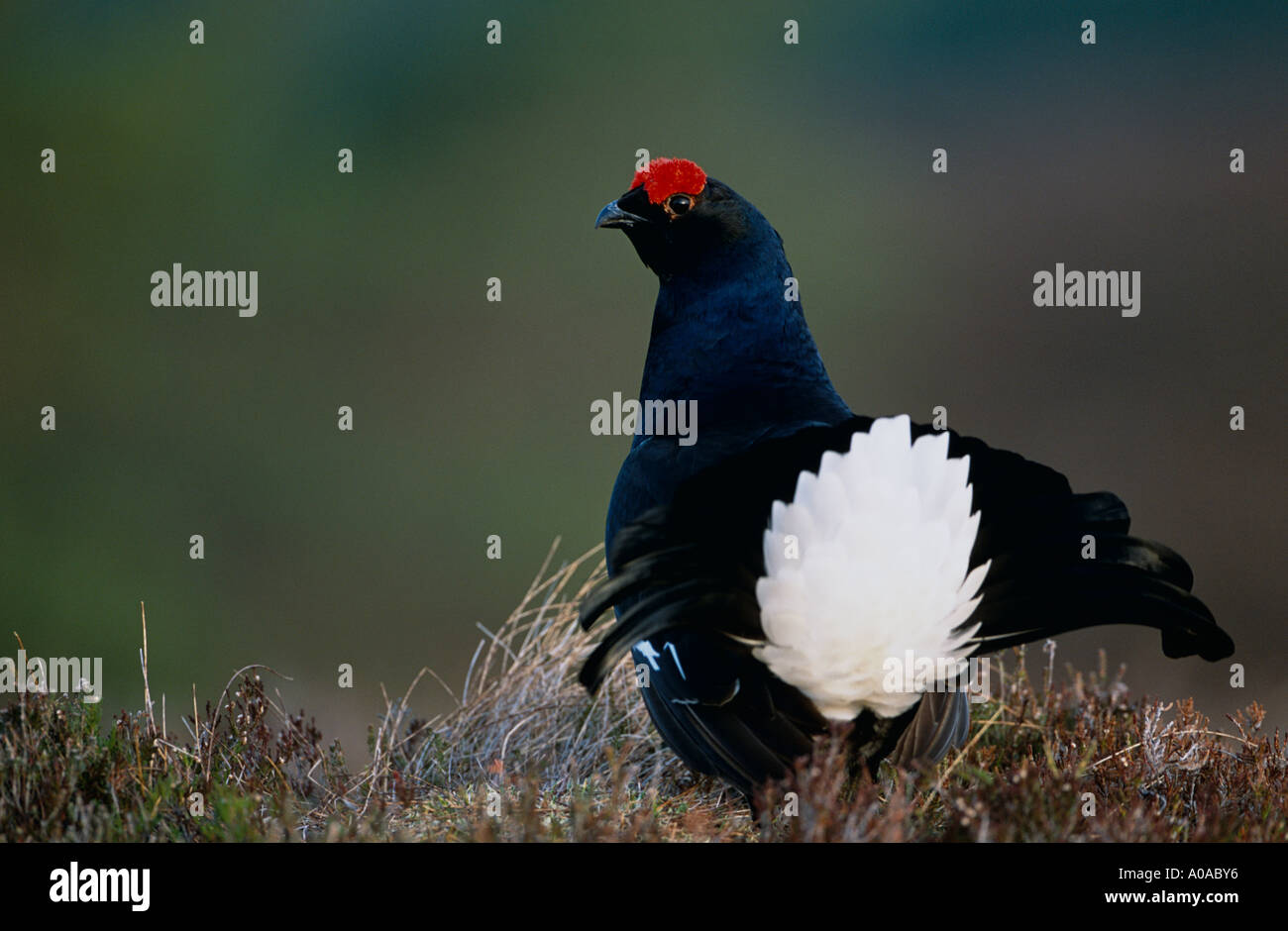 Black Grouse (Tetrao Tetrix) displaying at Lek Stock Photo - Alamy