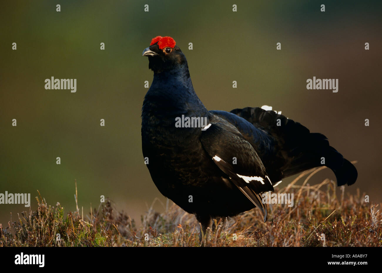 Black Grouse (Tetrao Tetrix) displaying at Lek Stock Photo - Alamy