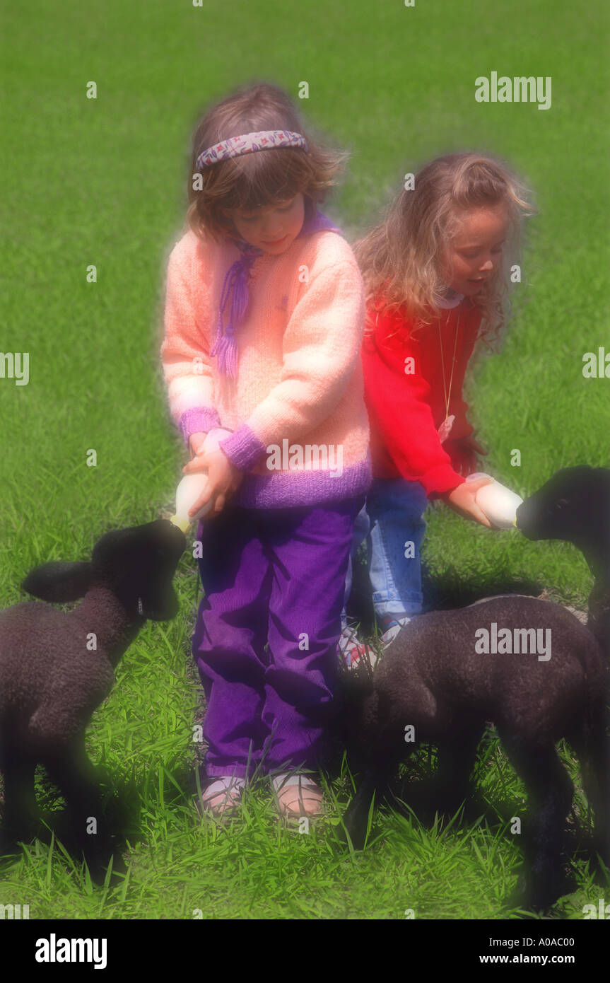 5 lambs hi-res stock photography and images - Alamy