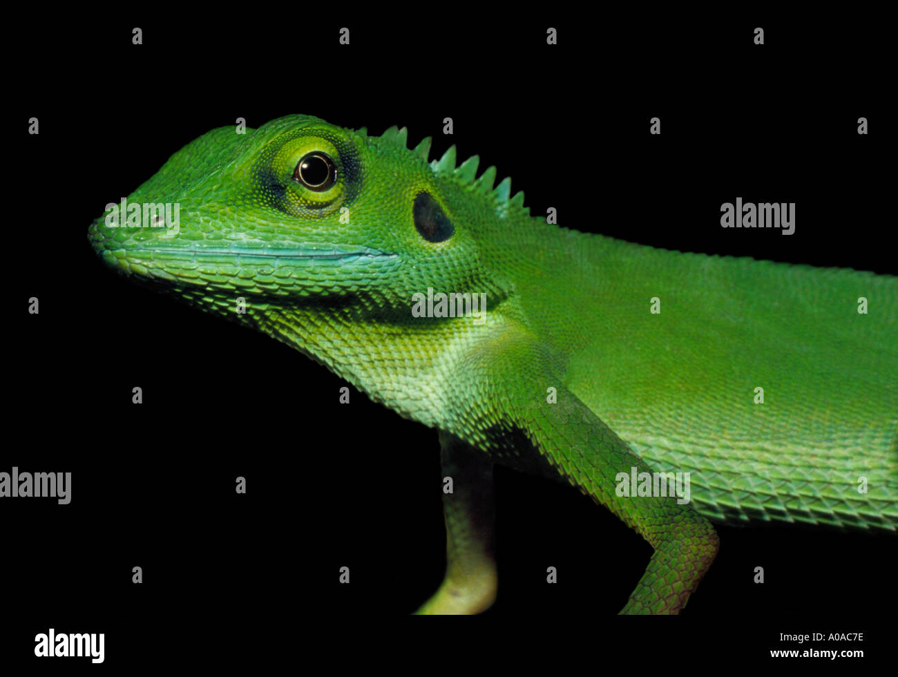 Odd lizard hi-res stock photography and images - Alamy