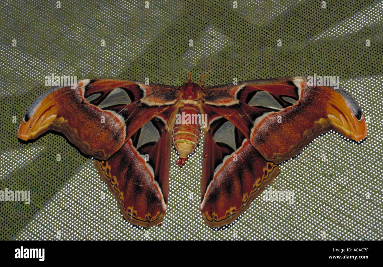 giant orange colored moth Stock Photo - Alamy