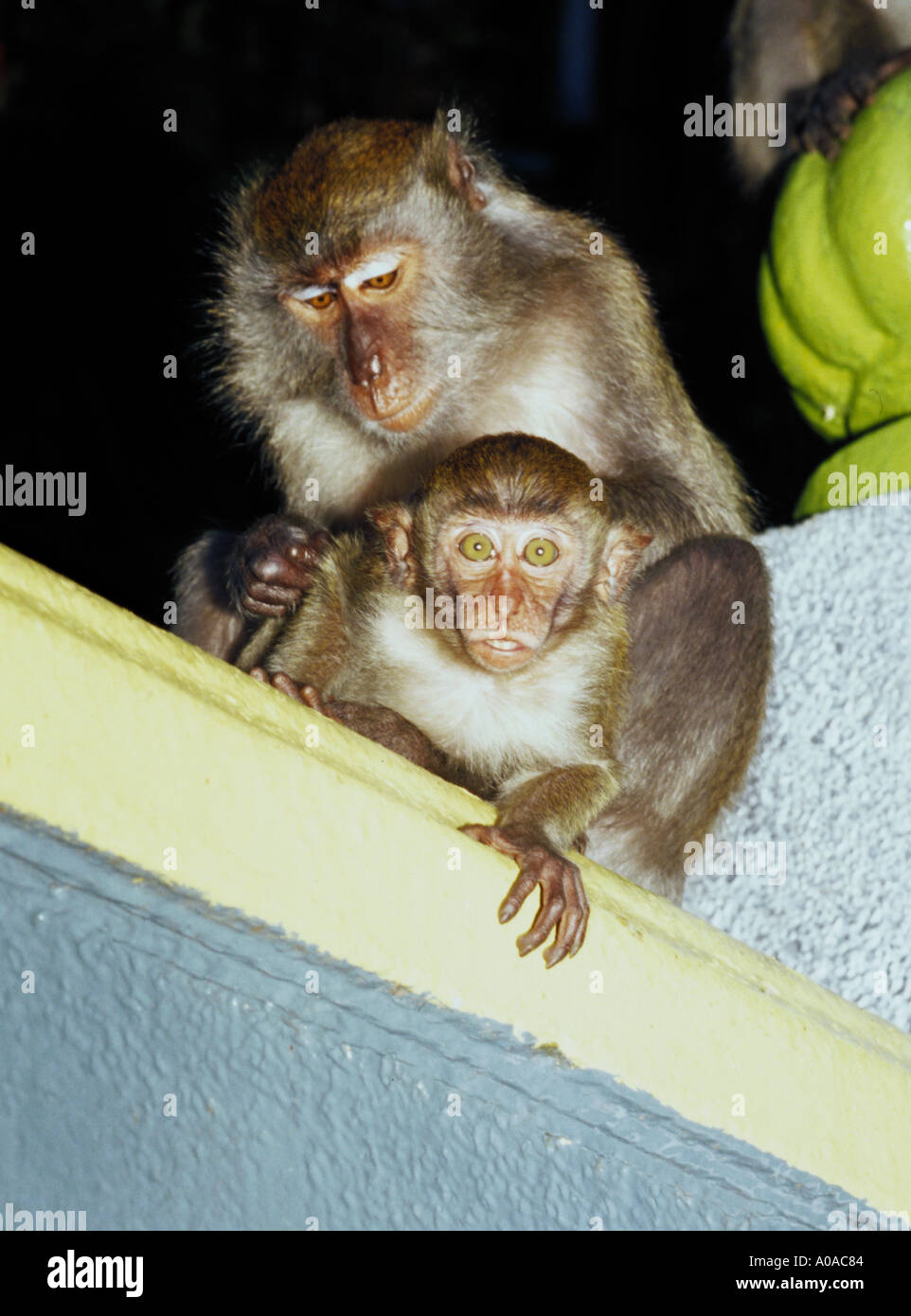 Shock the monkey hi-res stock photography and images - Alamy