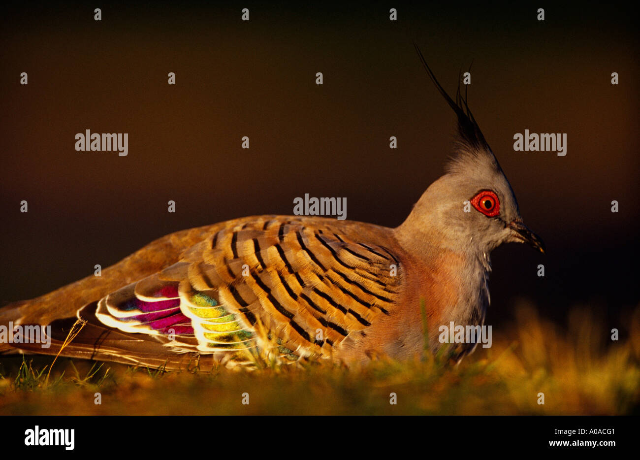 Crested Pigeon (Geophaps Lophotes), Australia Stock Photo - Alamy