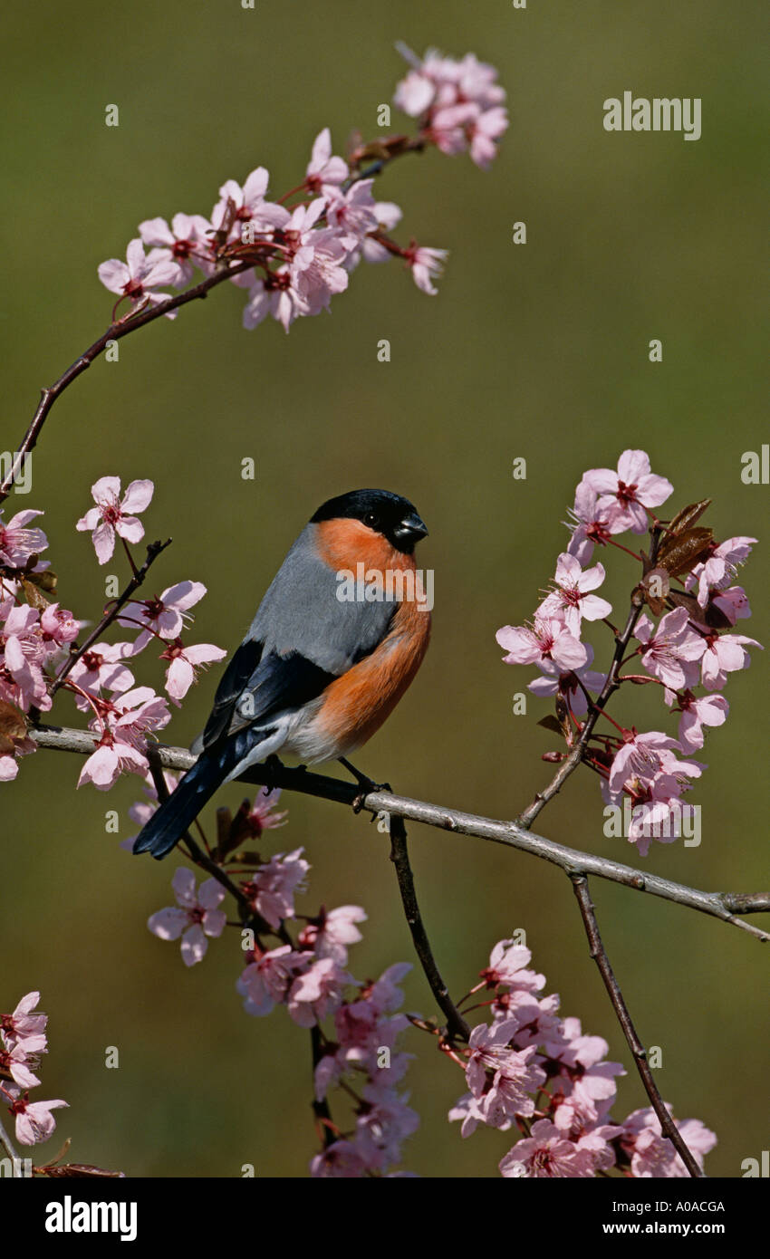 Little black bullfinch hi-res stock photography and images - Alamy
