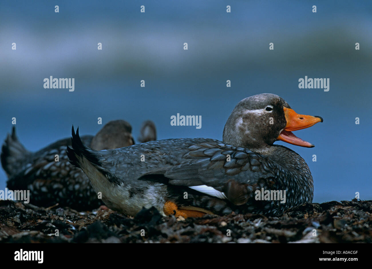 Silver ducks hi-res stock photography and images - Alamy