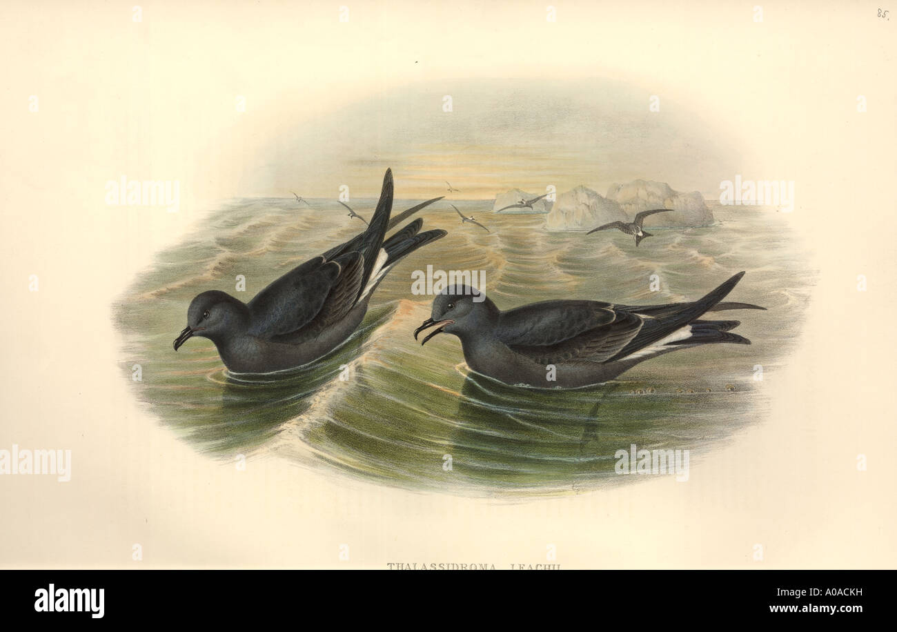 Oceanodroma leucorhoa Leach's storm petrel Stock Photo - Alamy