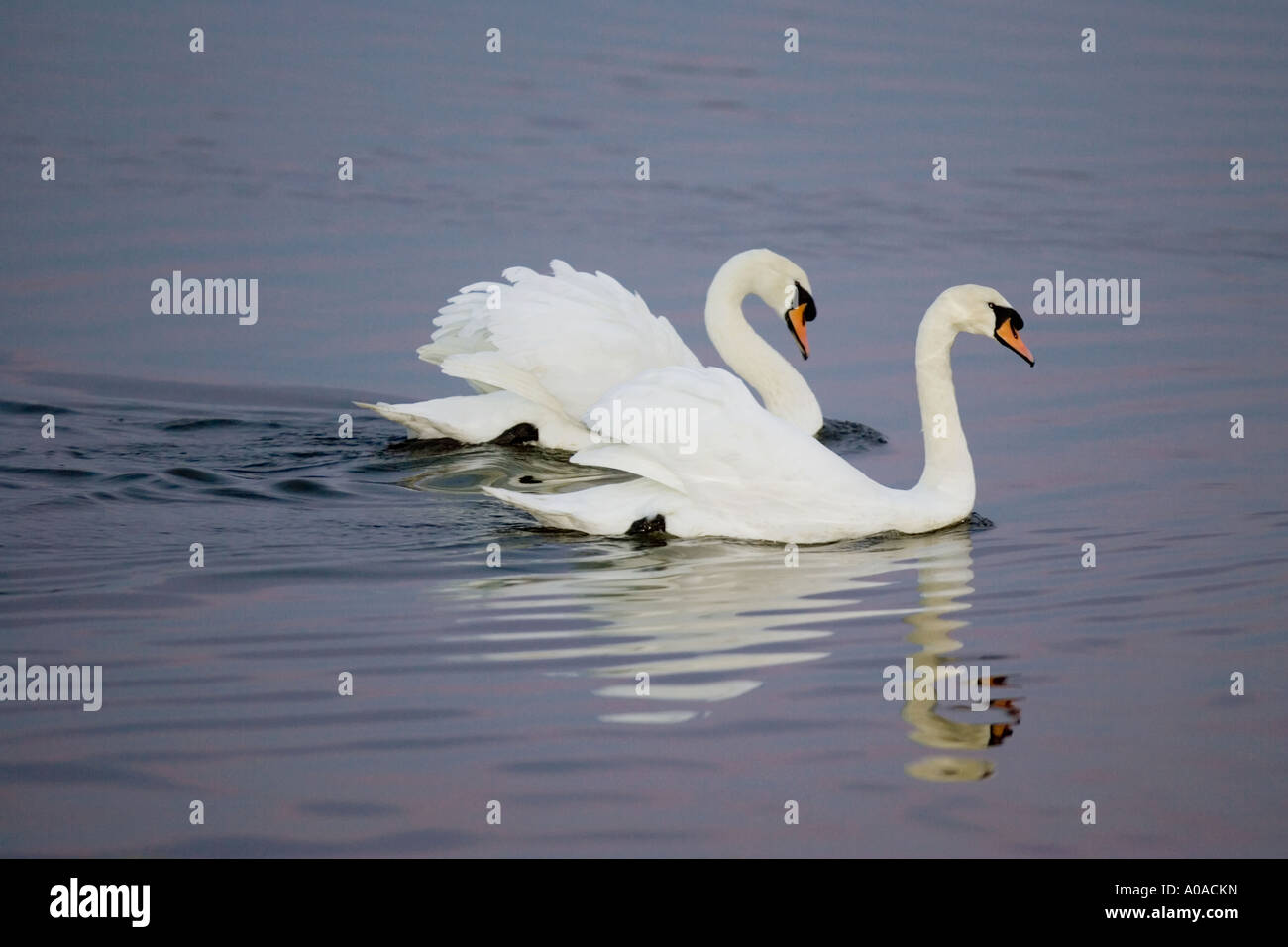 Two Swans Swimming Stock Photo - Alamy