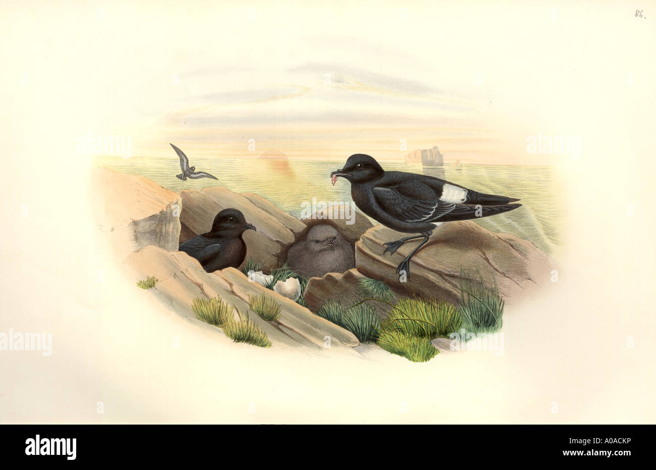 Hydrobates pelagicus European storm petrel Stock Photo - Alamy