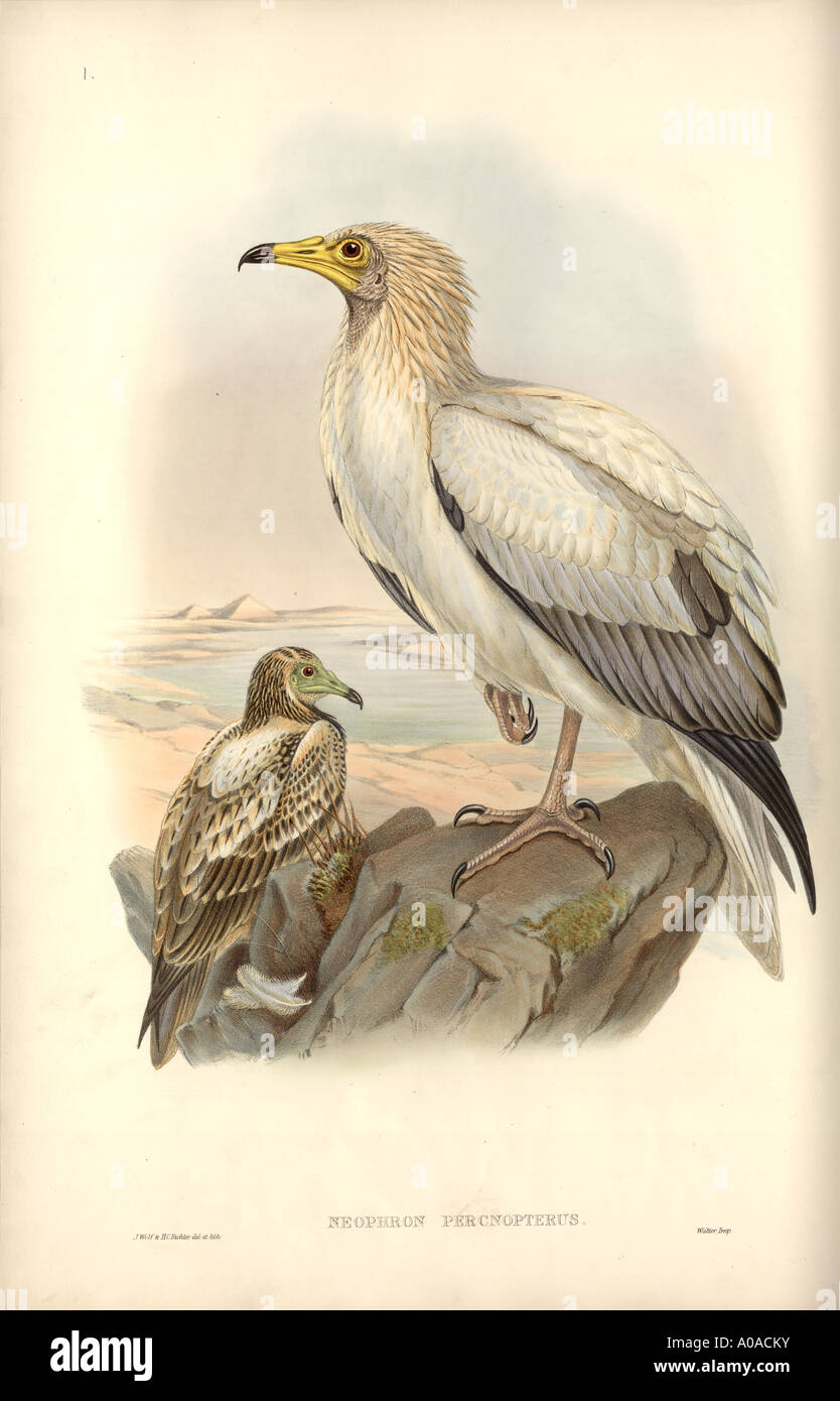 Vulture talon hi-res stock photography and images - Alamy