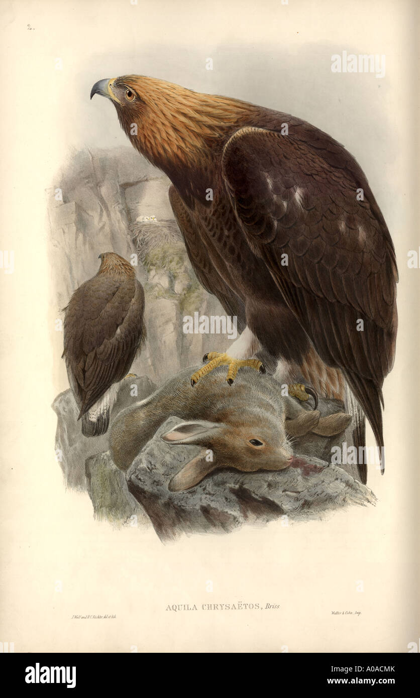Aquila hi-res stock photography and images - Alamy