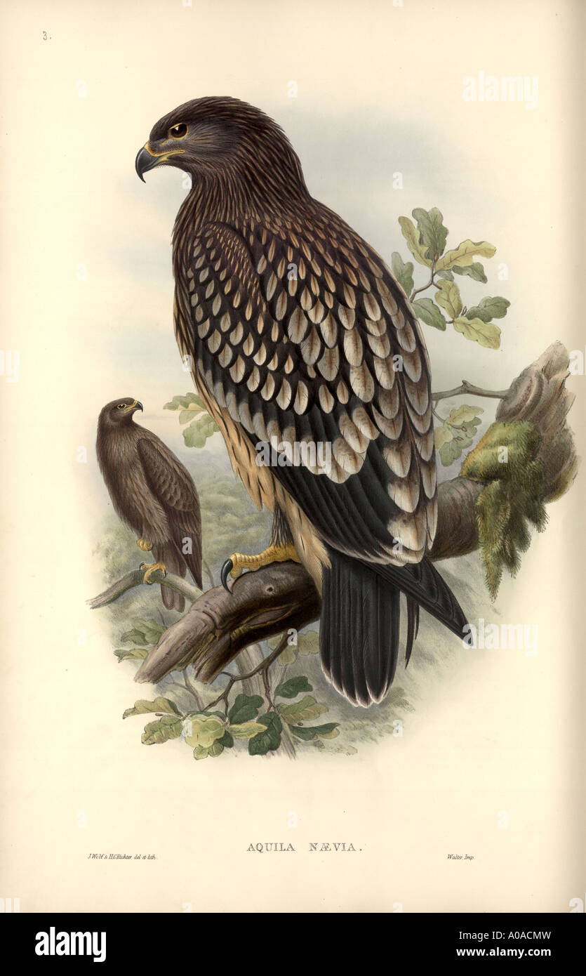 Aquila clanga greater spotted eagle Stock Photo - Alamy