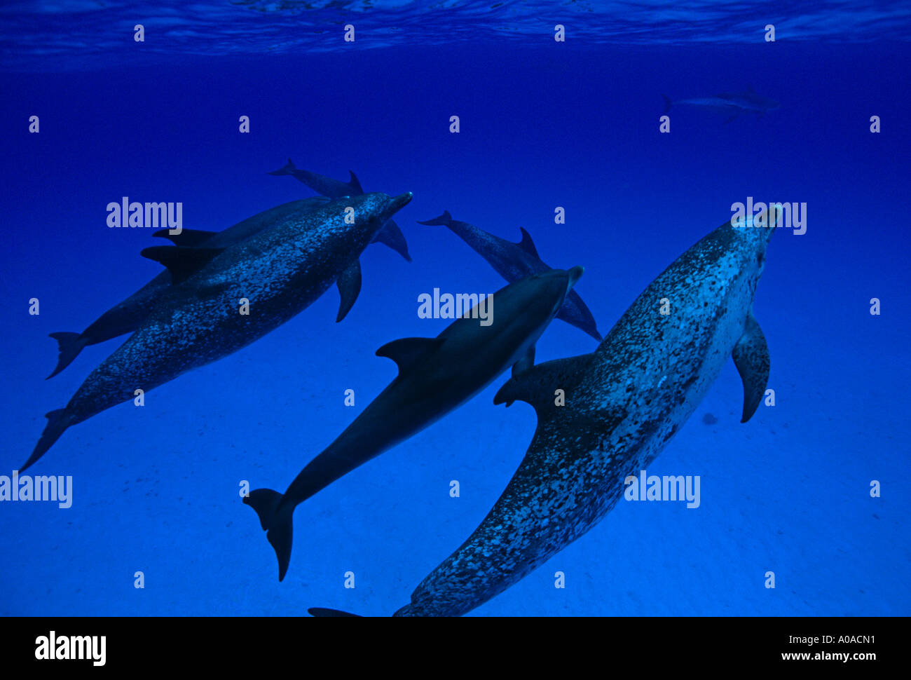 Pod of Atlantic Spotted Dolphin (Stenella Frontalis), Bahama Stock ...