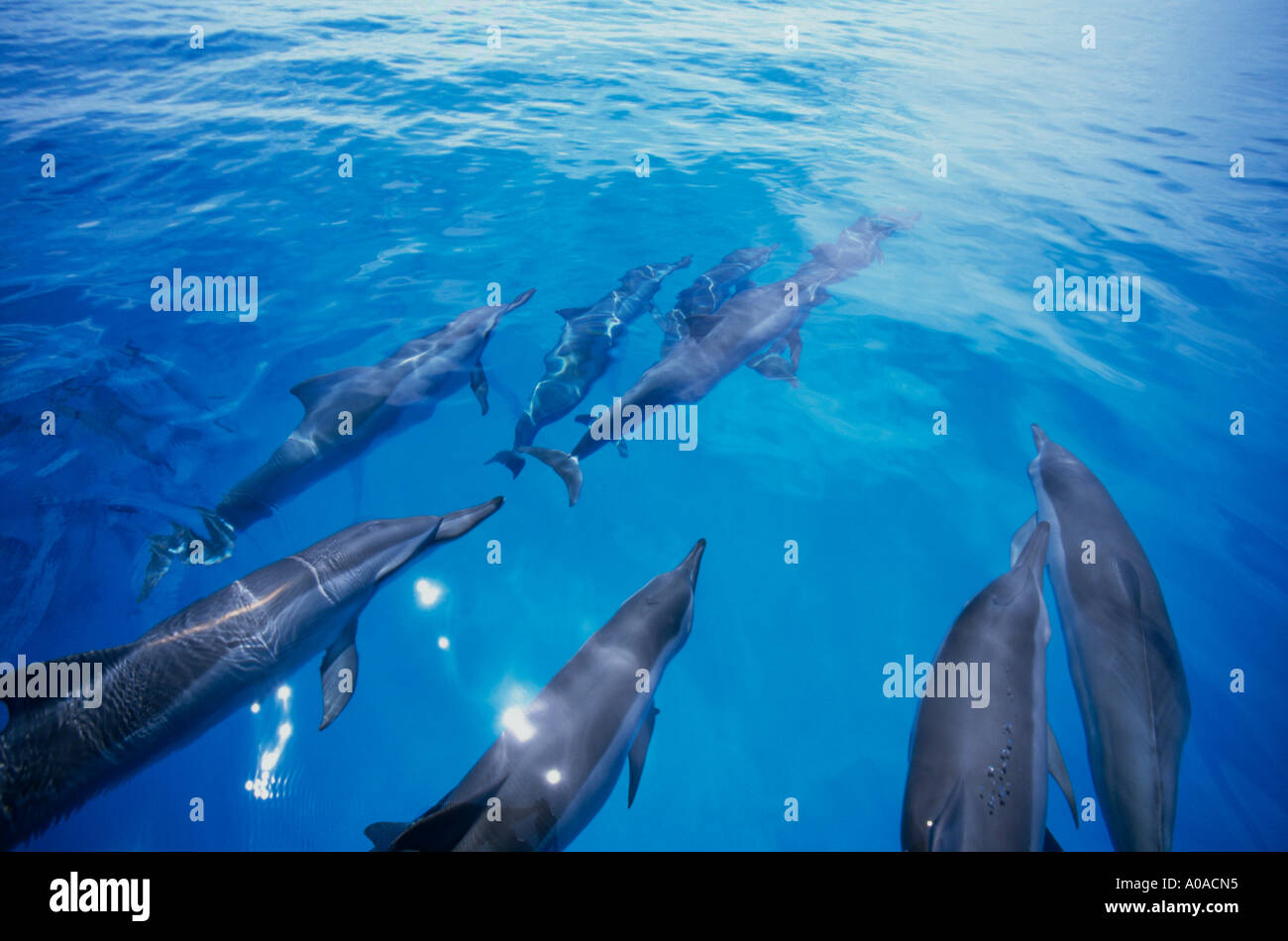 Pod of Hawaiian Spinner Dolphins (Stenella Longirostris), Midway Atoll ...