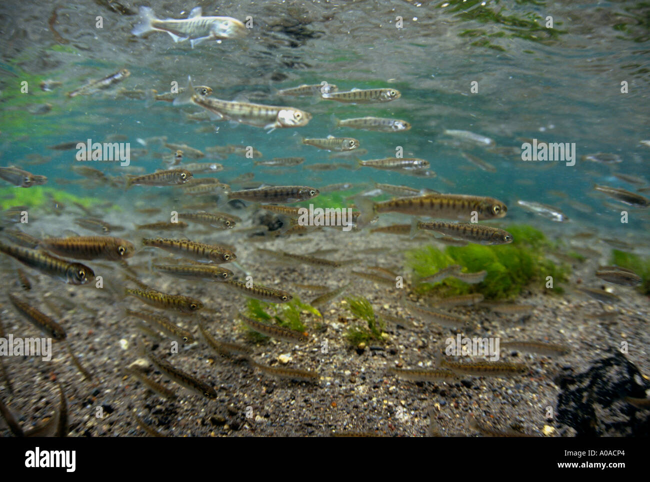 Baby Pacific Salmon, Itokkaido, Japan Stock Photo - Alamy