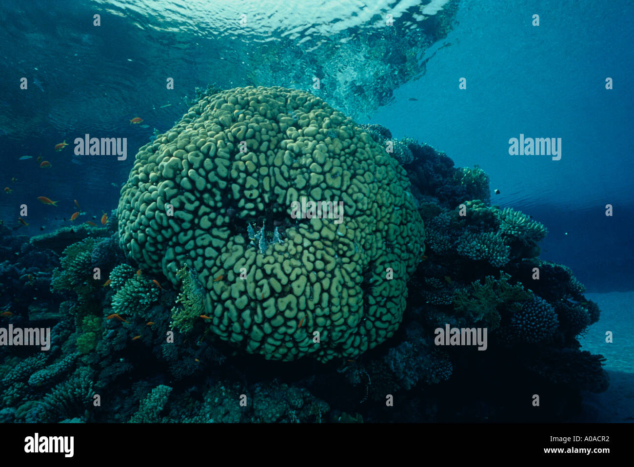 Brain Coral Reef
