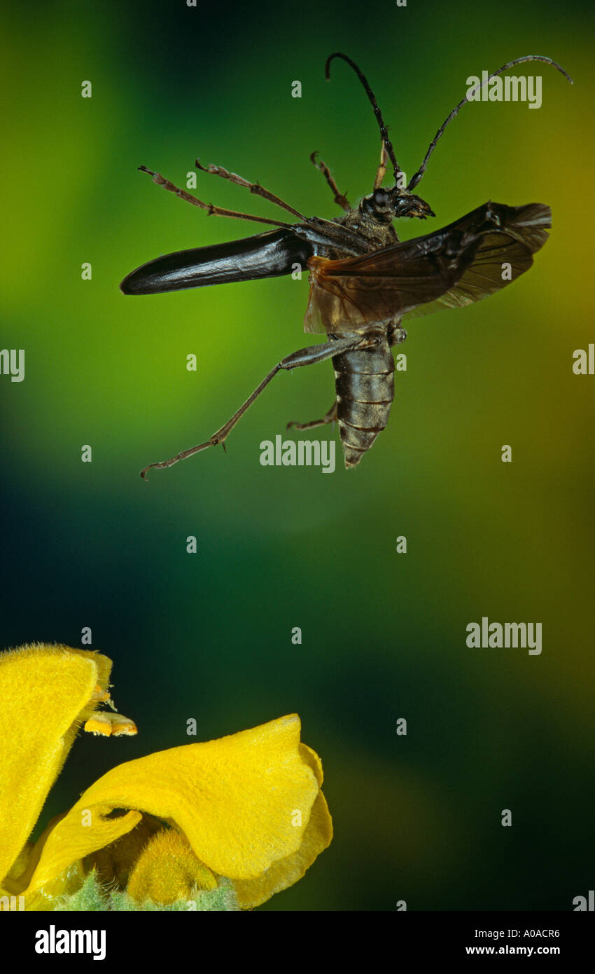 Flight horn hi-res stock photography and images - Alamy