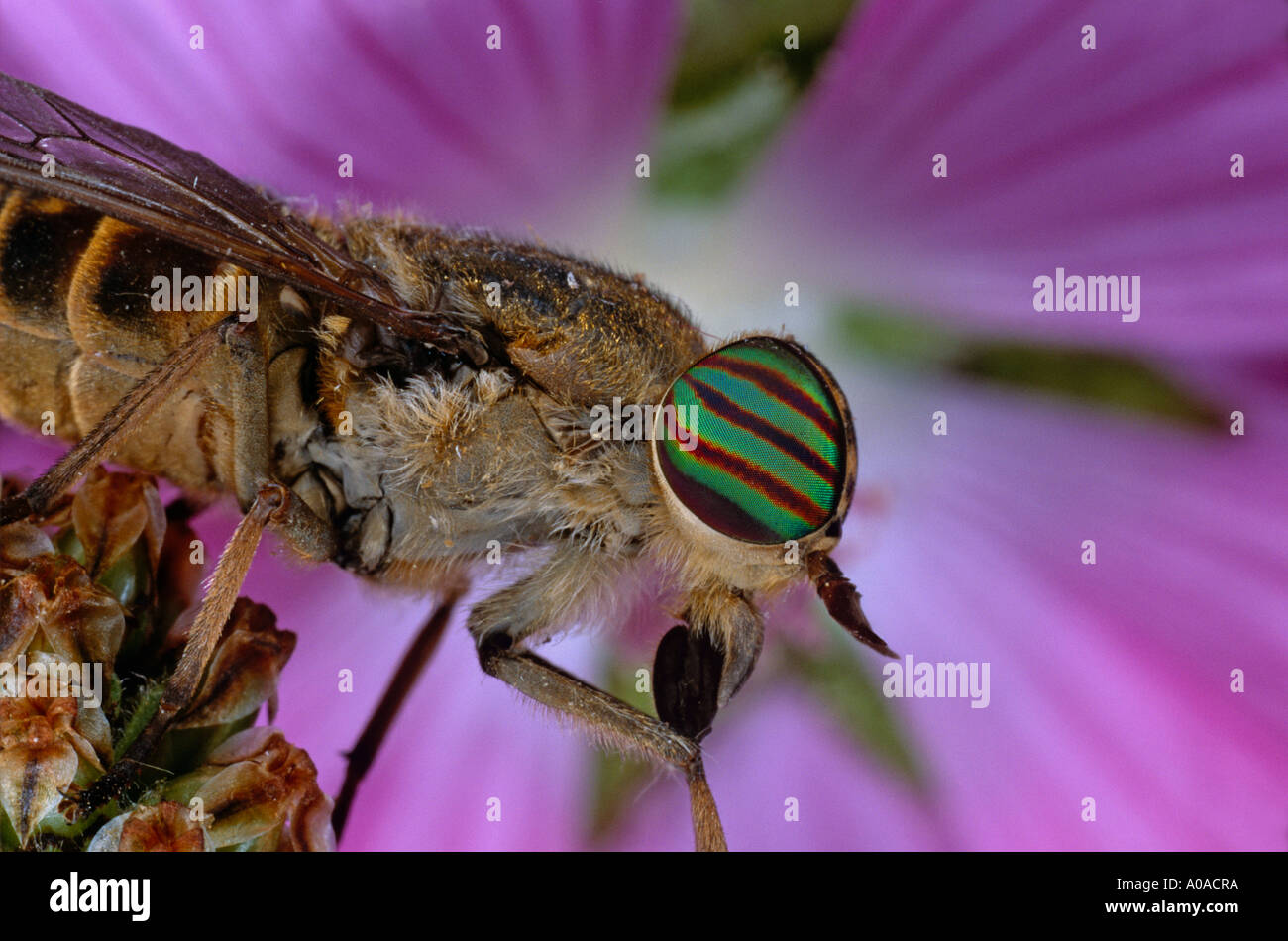 Green eyed horse fly hi-res stock photography and images - Alamy