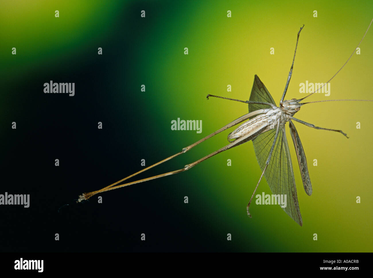 Cricket leaving hi-res stock photography and images - Alamy