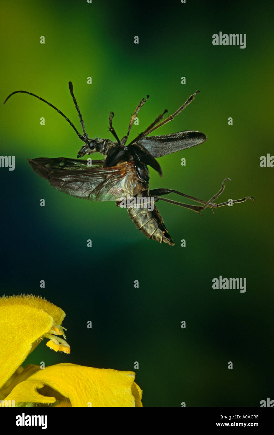 Longhorn Beetle in flight Stock Photo - Alamy